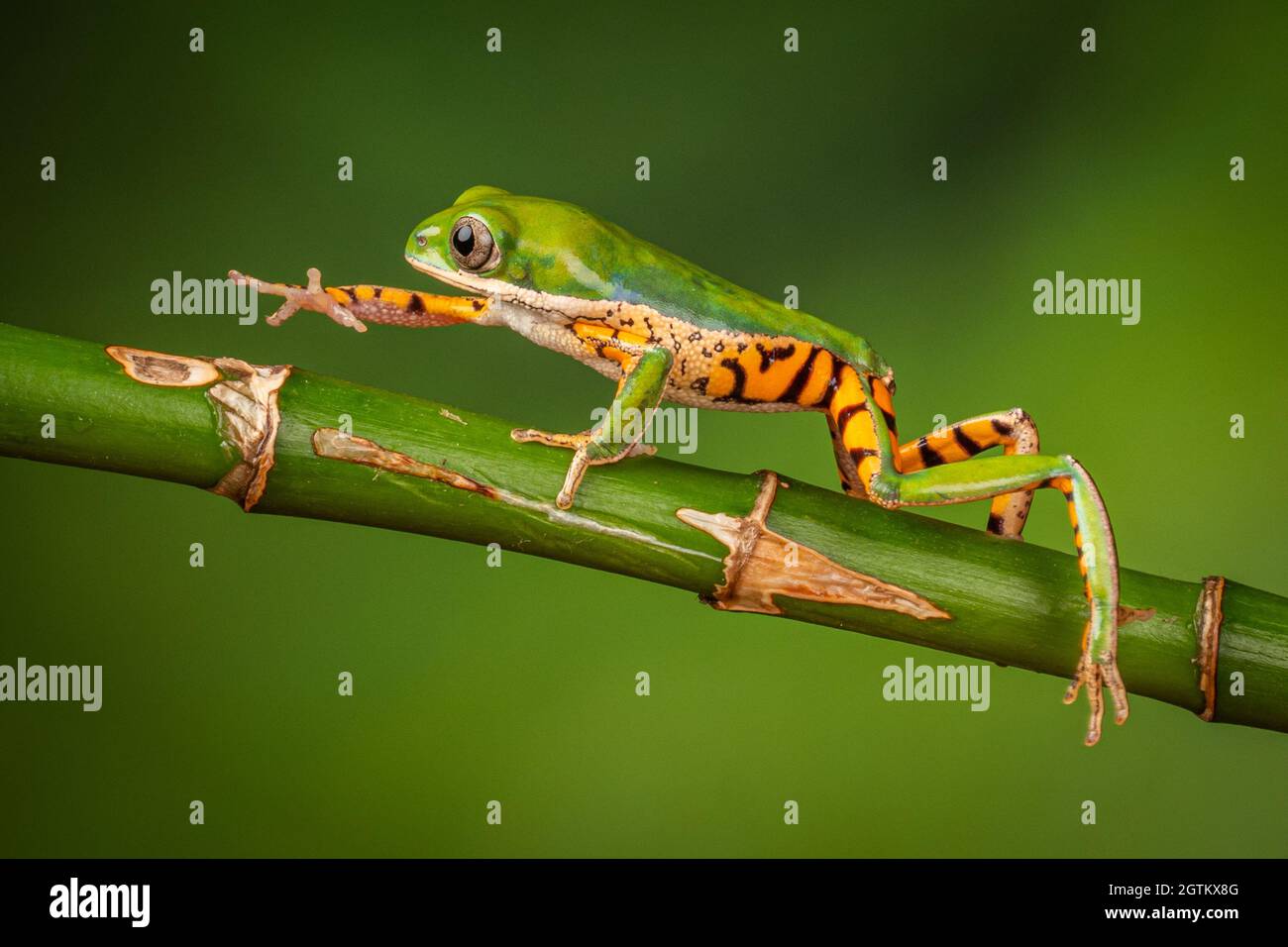 Tiger legged tree frog hi-res stock photography and images - Alamy