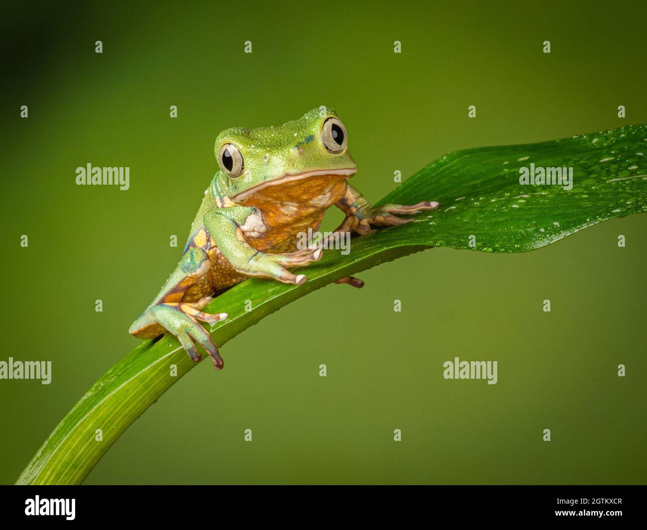 Brazilian tree frog hi-res stock photography and images - Alamy