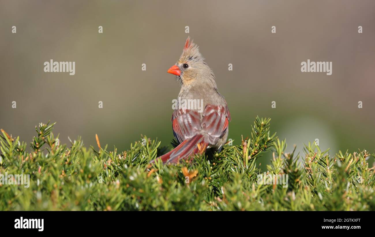 Female cardinal grass hi-res stock photography and images - Alamy