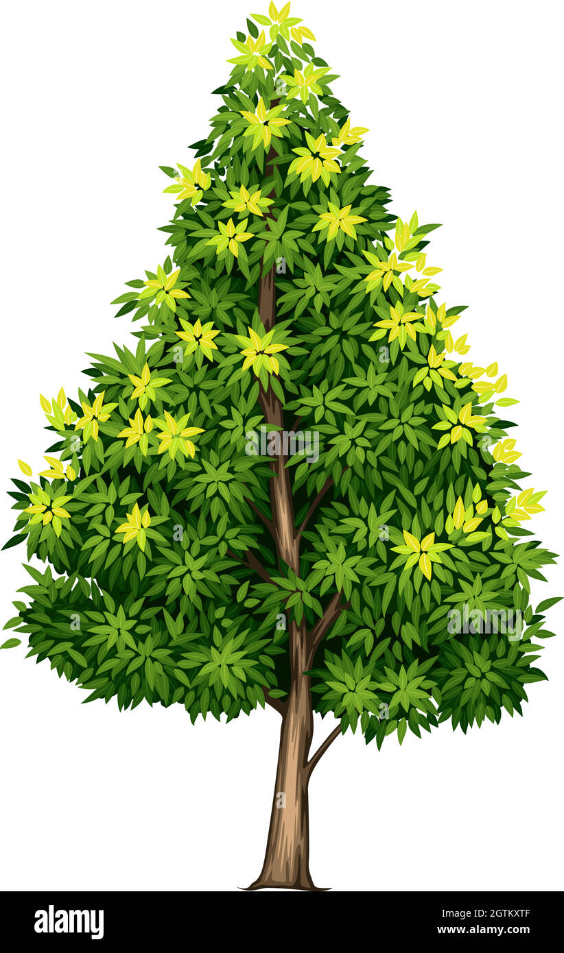 Southern magnolia tree Stock Vector Images - Alamy