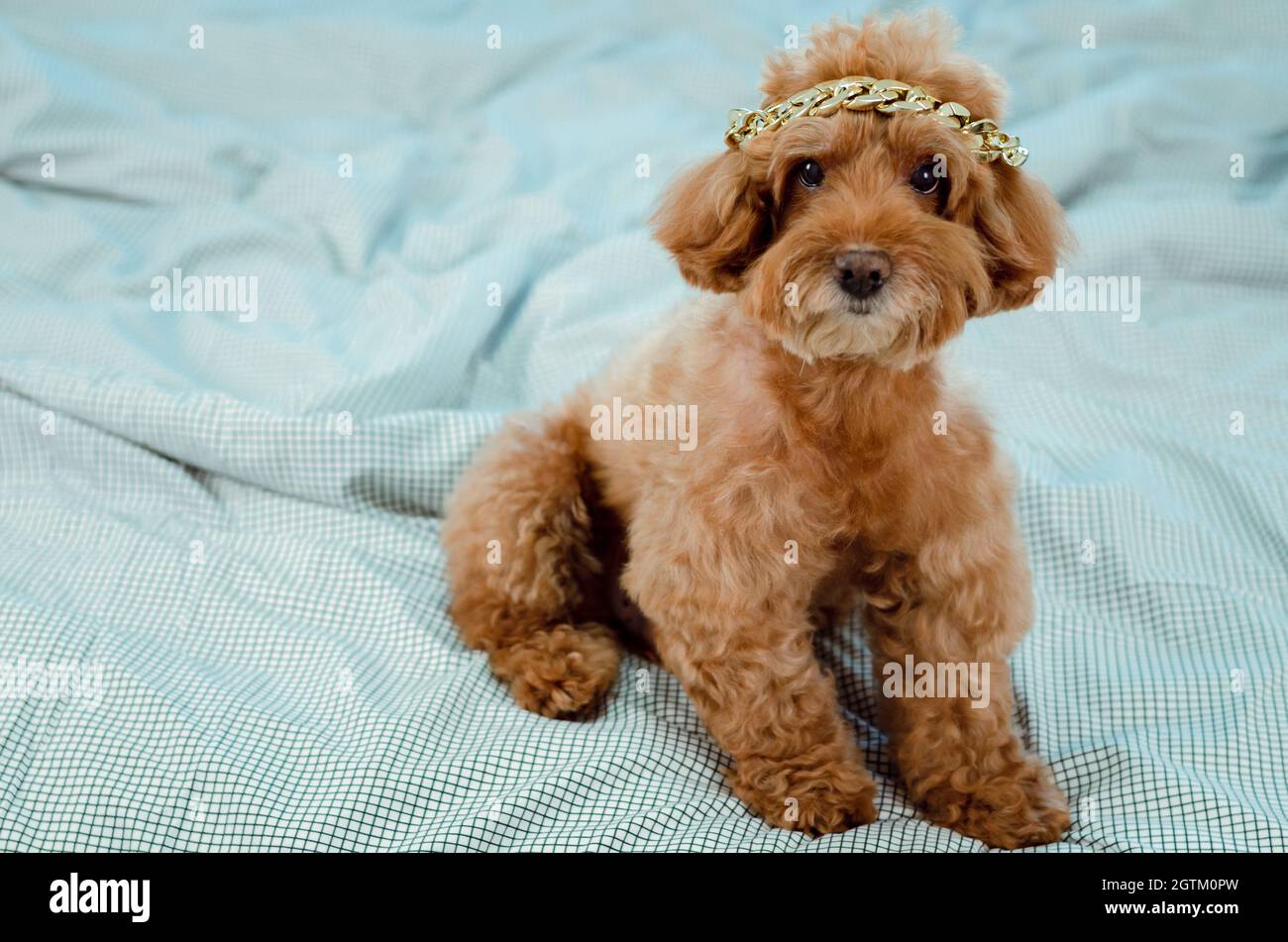 Cavapoo Black High Resolution Stock Photography and Images - Alamy