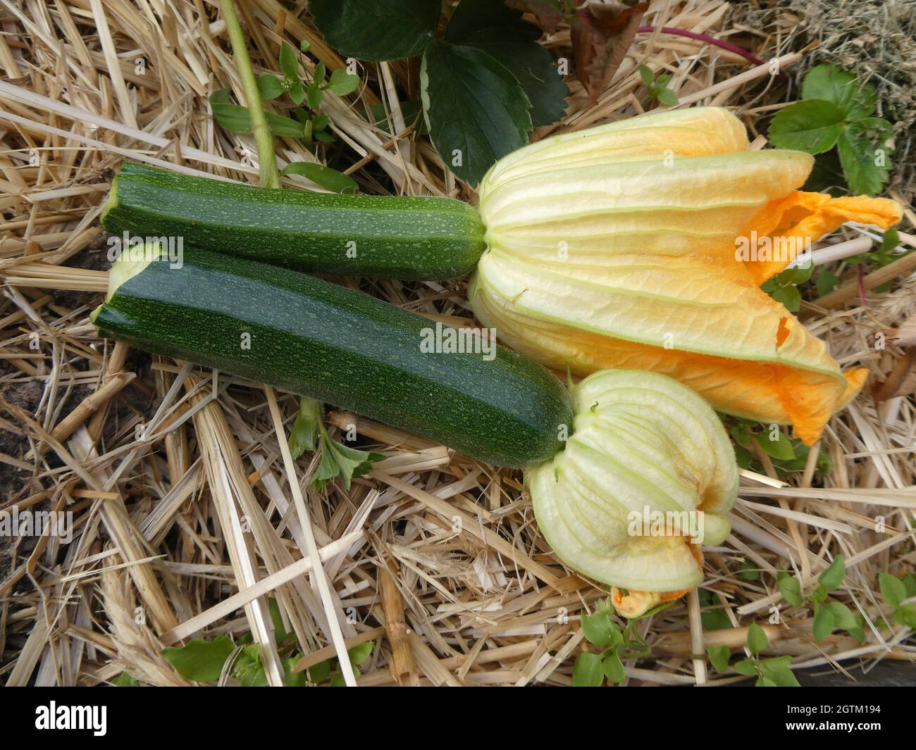 Zucchini, Zucchini Flowers And Small Green Zucchini Stock Photo - Alamy