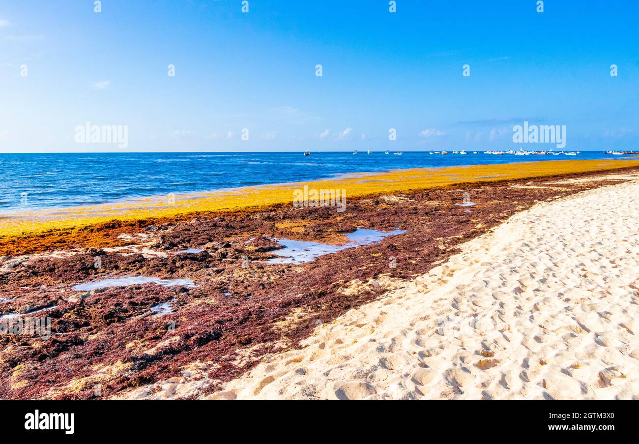 A lot of very disgusting red seaweed sargazo at tropical mexican beach ...