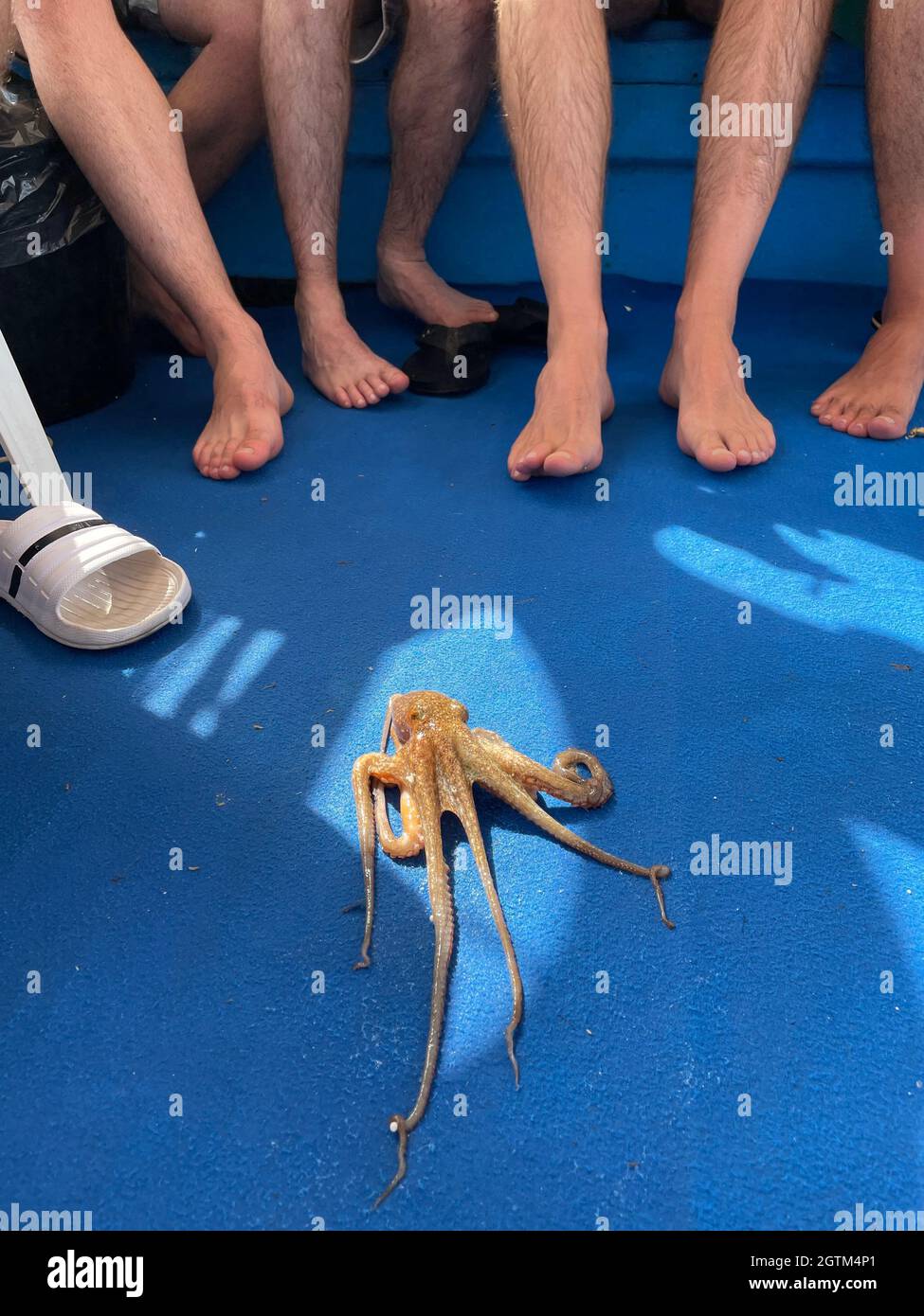 Cephalopod Limb High Resolution Stock Photography and Images - Alamy