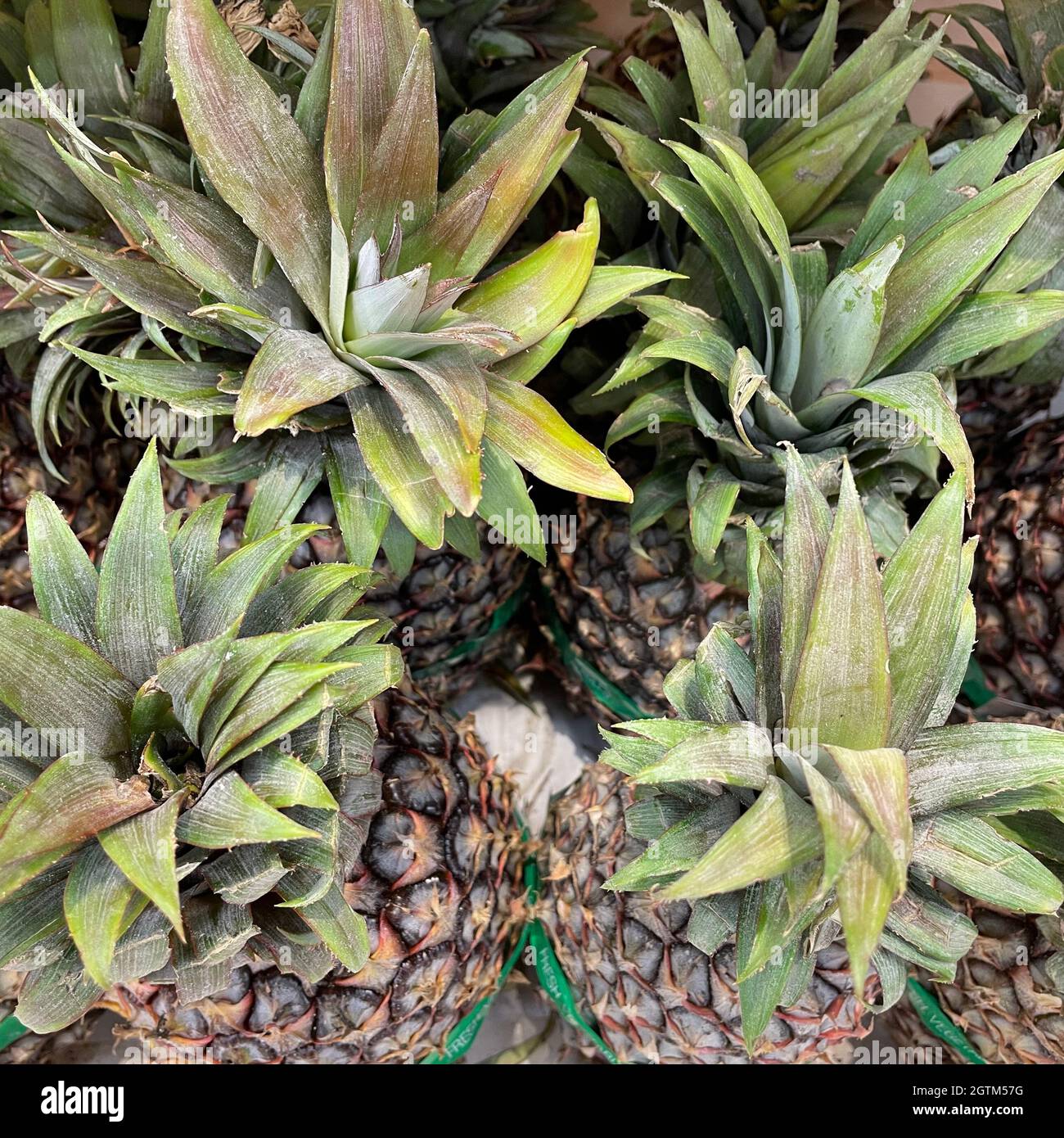 Spongebob pineapple hi-res stock photography and images - Alamy