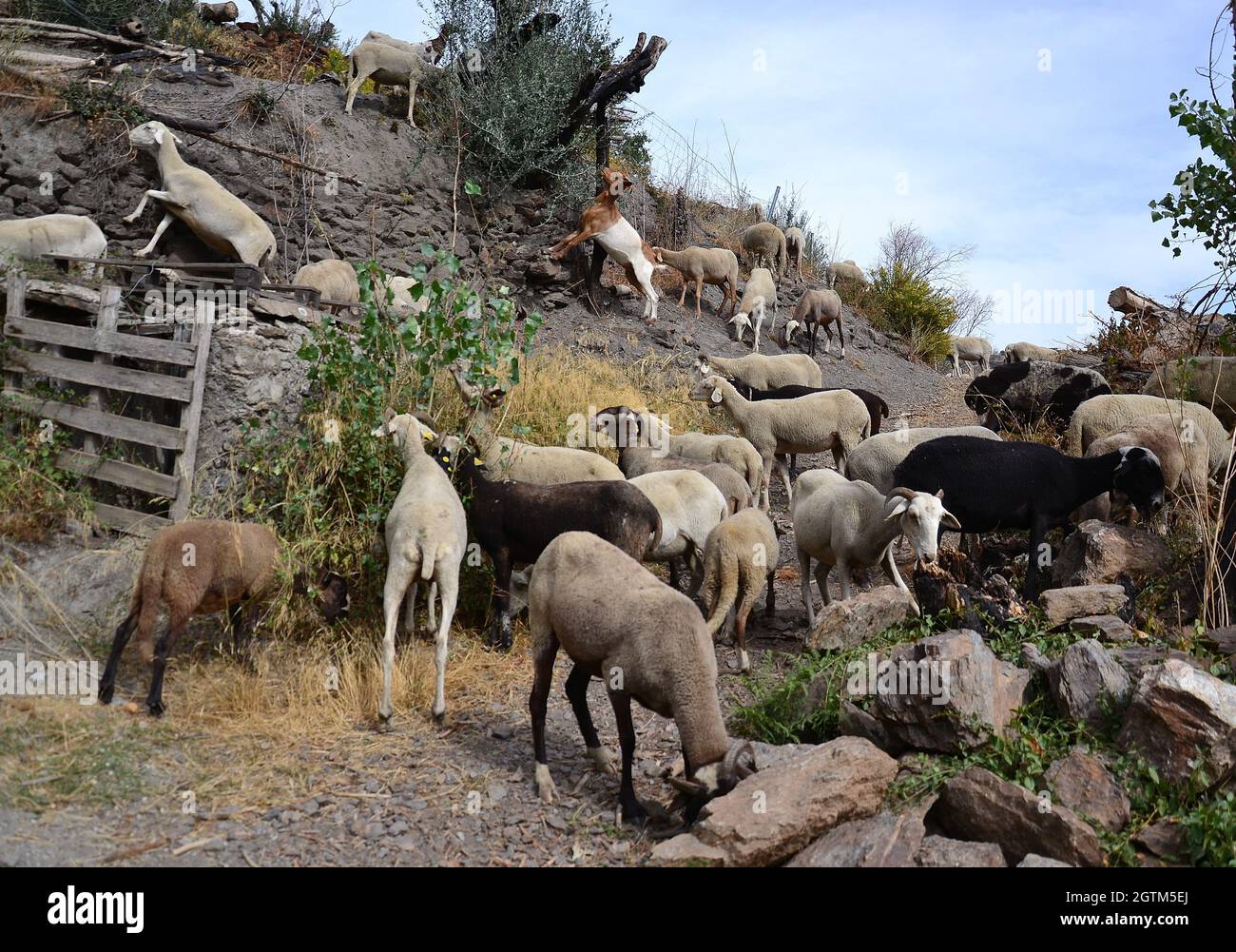 flock of sheep and goats during the route through the villages of the ...