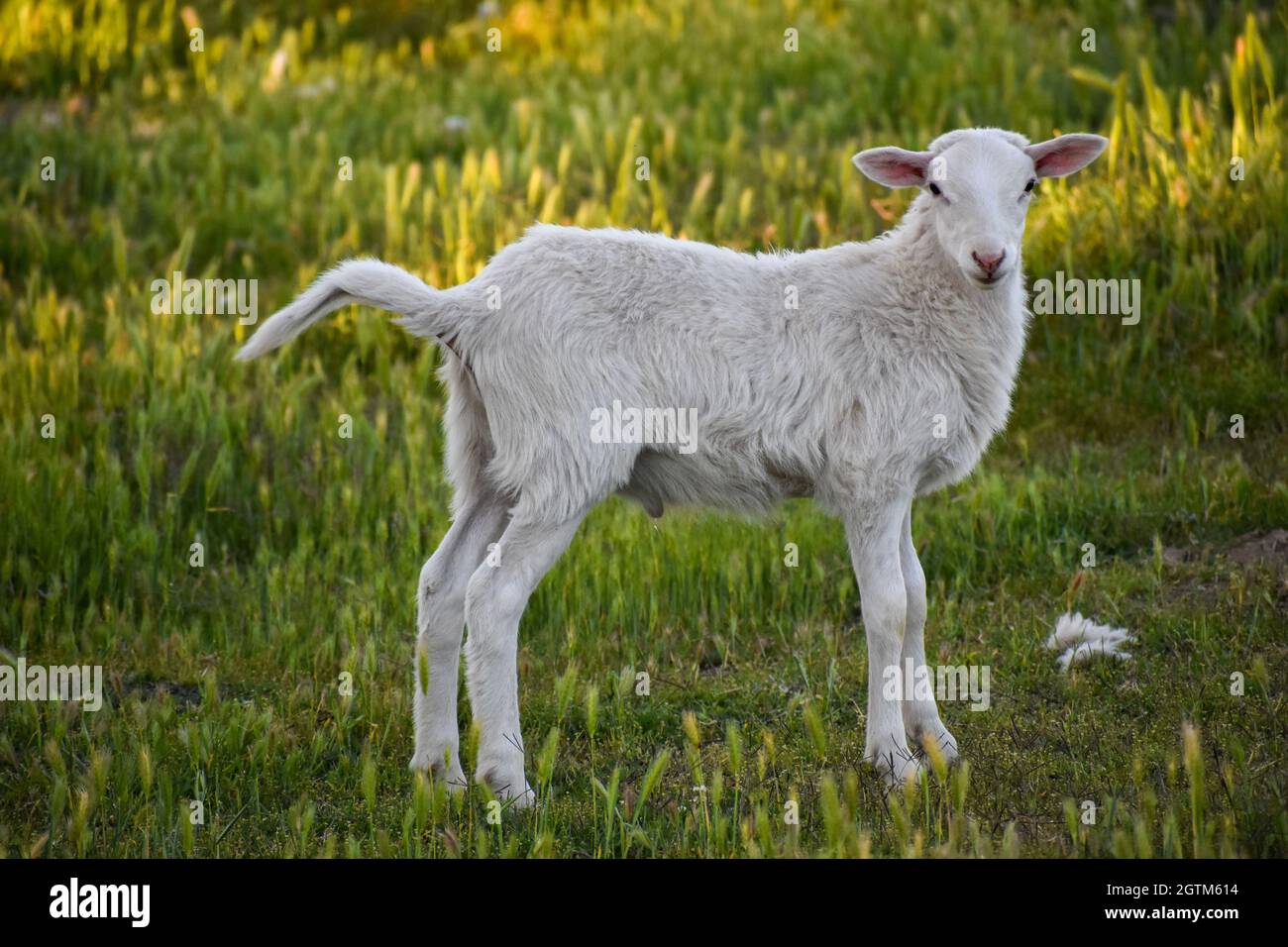 Side view baby lamb in hi-res stock photography and images - Alamy