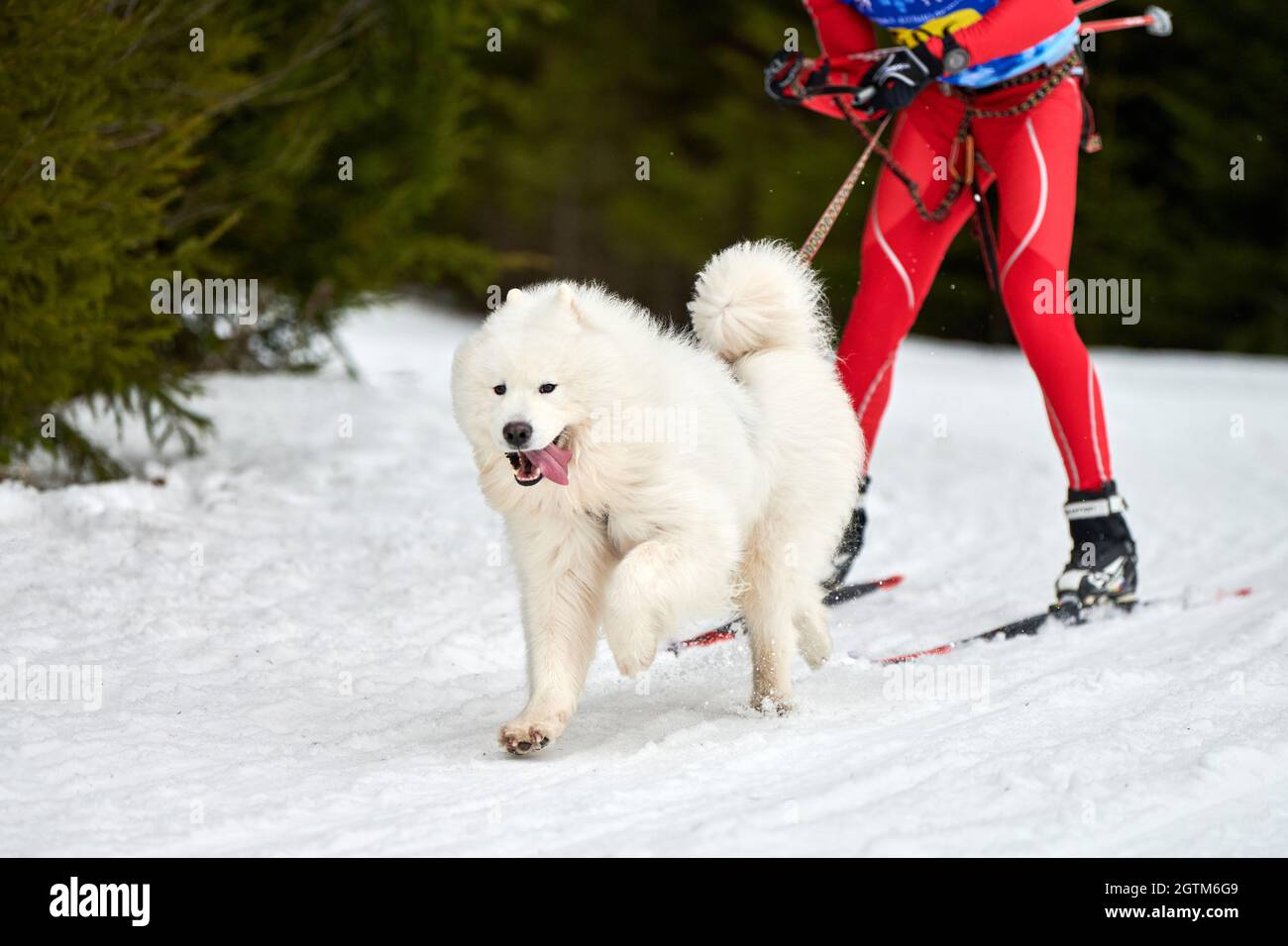 Dog cross section hi-res stock photography and images - Alamy