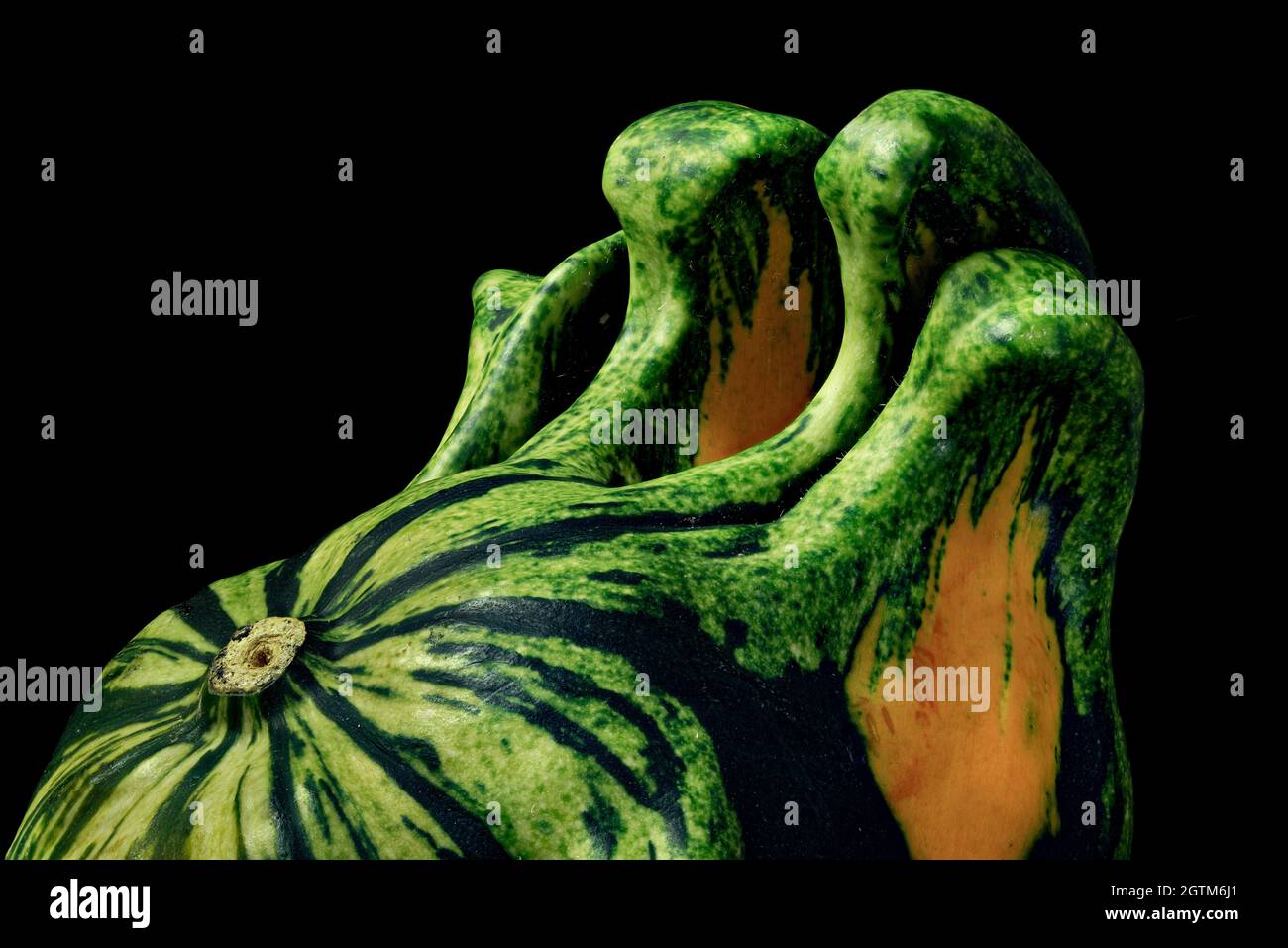 Close-up view of odd shapes and colors of underside of a gourd Stock ...