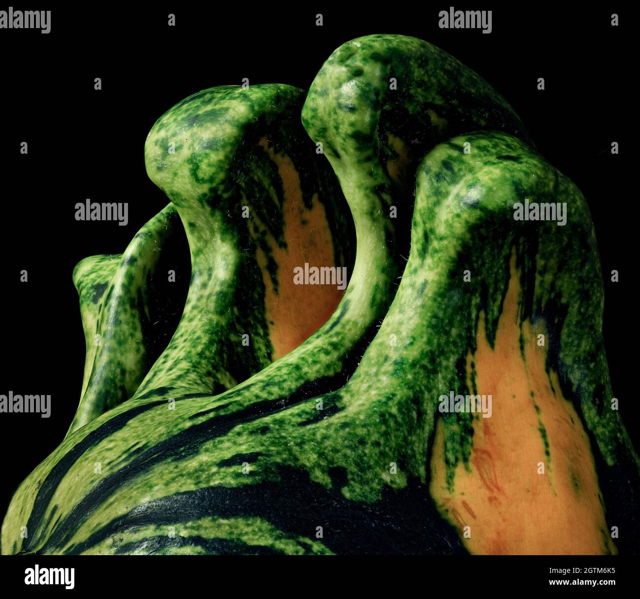 Close-up view of odd shapes and colors of underside of a gourd Stock ...