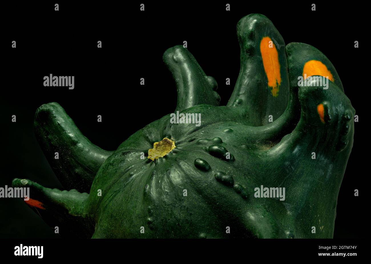 Close-up view of odd shapes and colors of underside of a gourd Stock ...