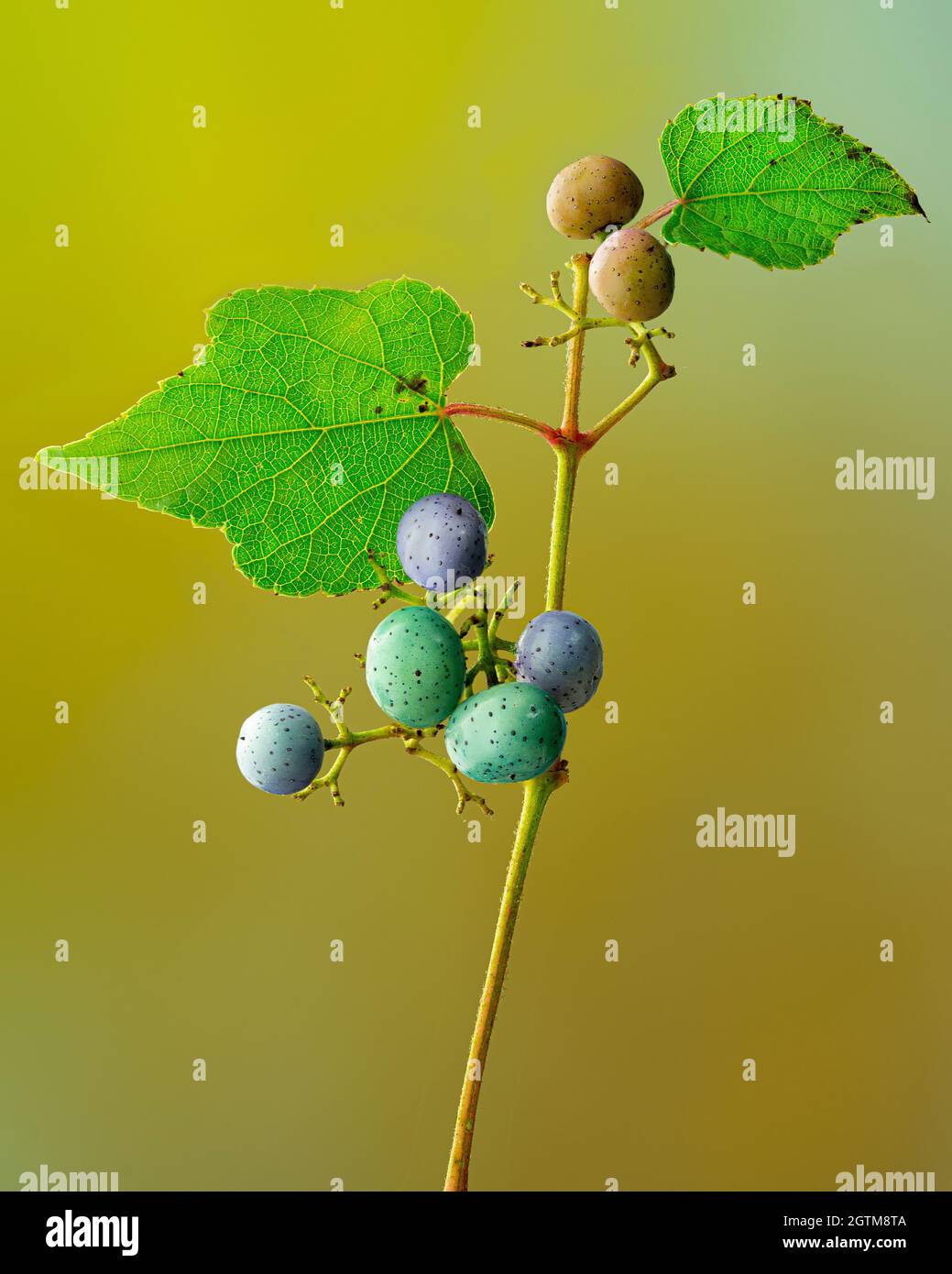 Fruits of porcelain berry plant (Ampelopsis brevipedunculata), a highly ...