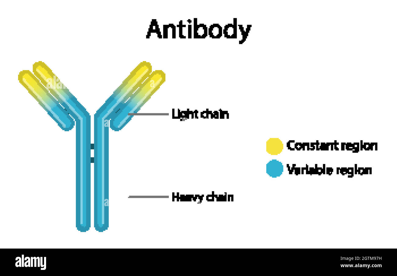 Antibody structure diagram on white background Stock Vector Image & Art ...