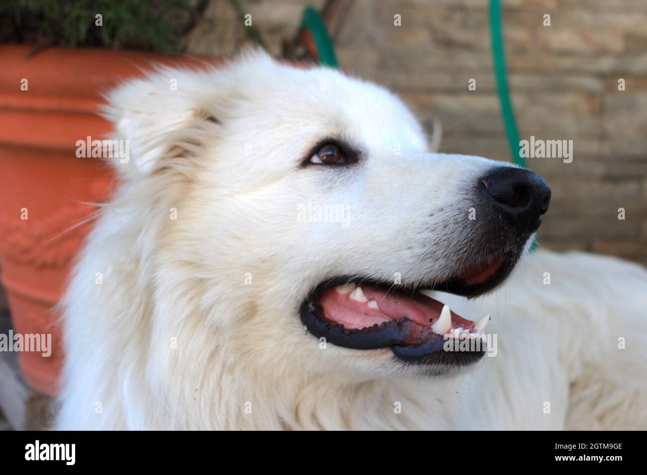 Maremma shepherd hi-res stock photography and images - Alamy