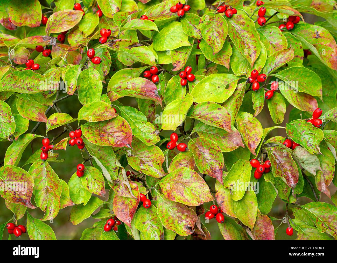 Berries and leaves of flowering dogwood (Cornus florida) in autumn in ...