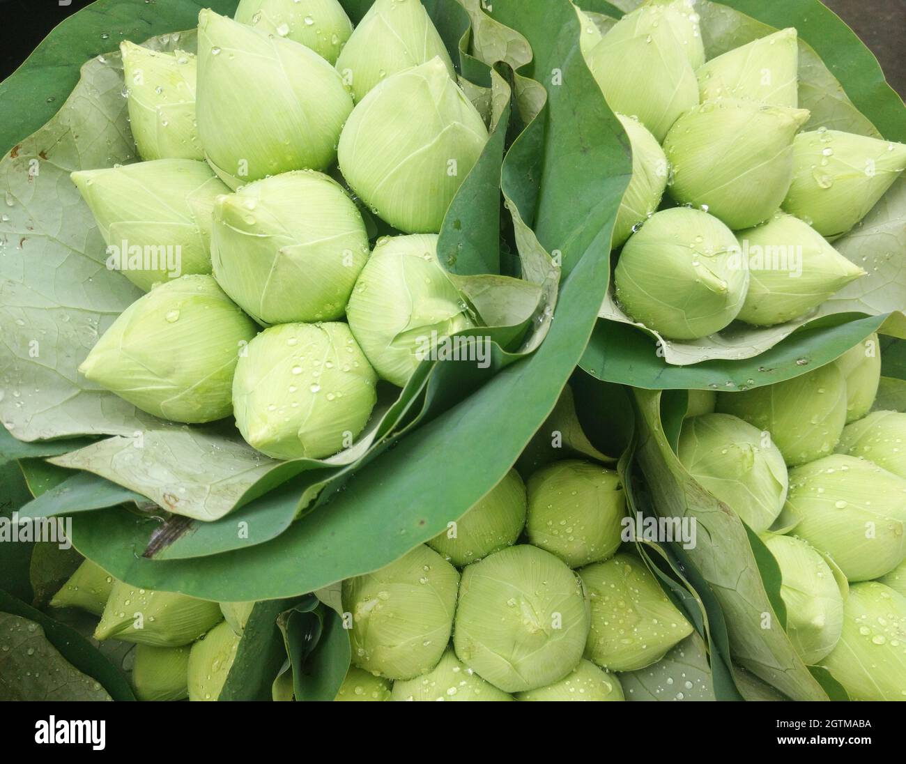 Mango seedling plant hi-res stock photography and images - Alamy