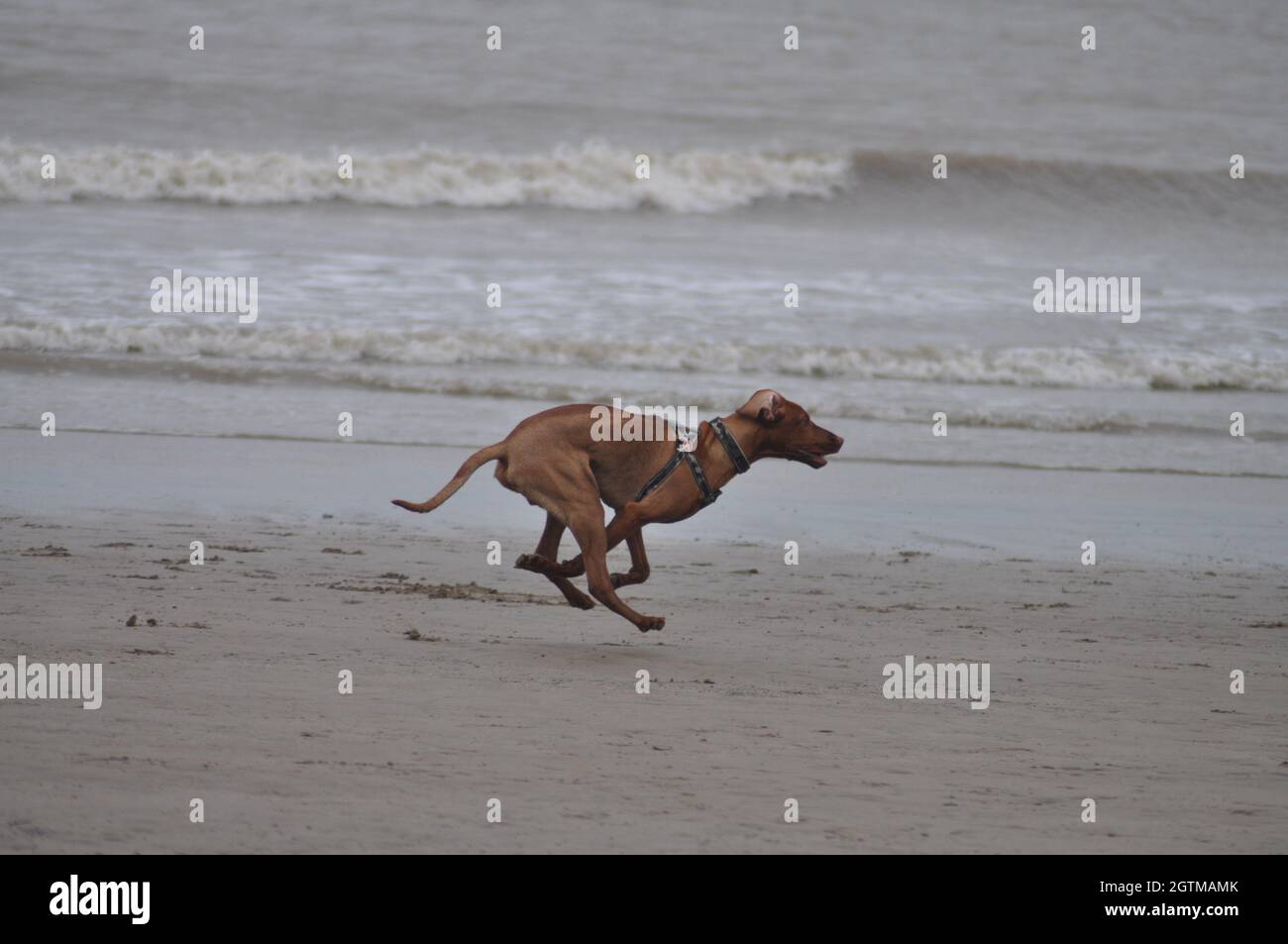 Dog Chasing Animals High Resolution Stock Photography and Images - Alamy