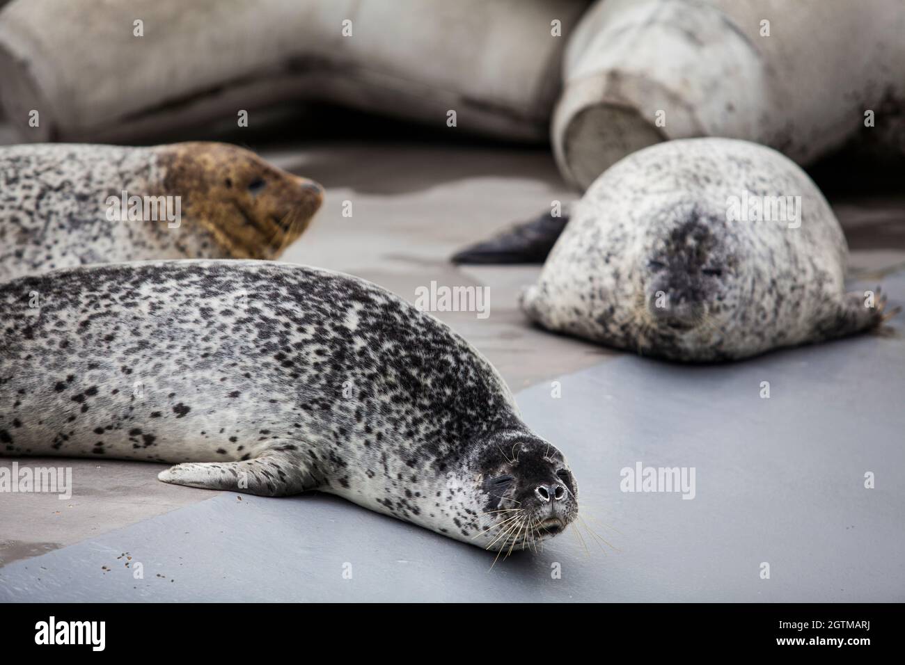 Asahiyama zoo seal hi-res stock photography and images - Alamy