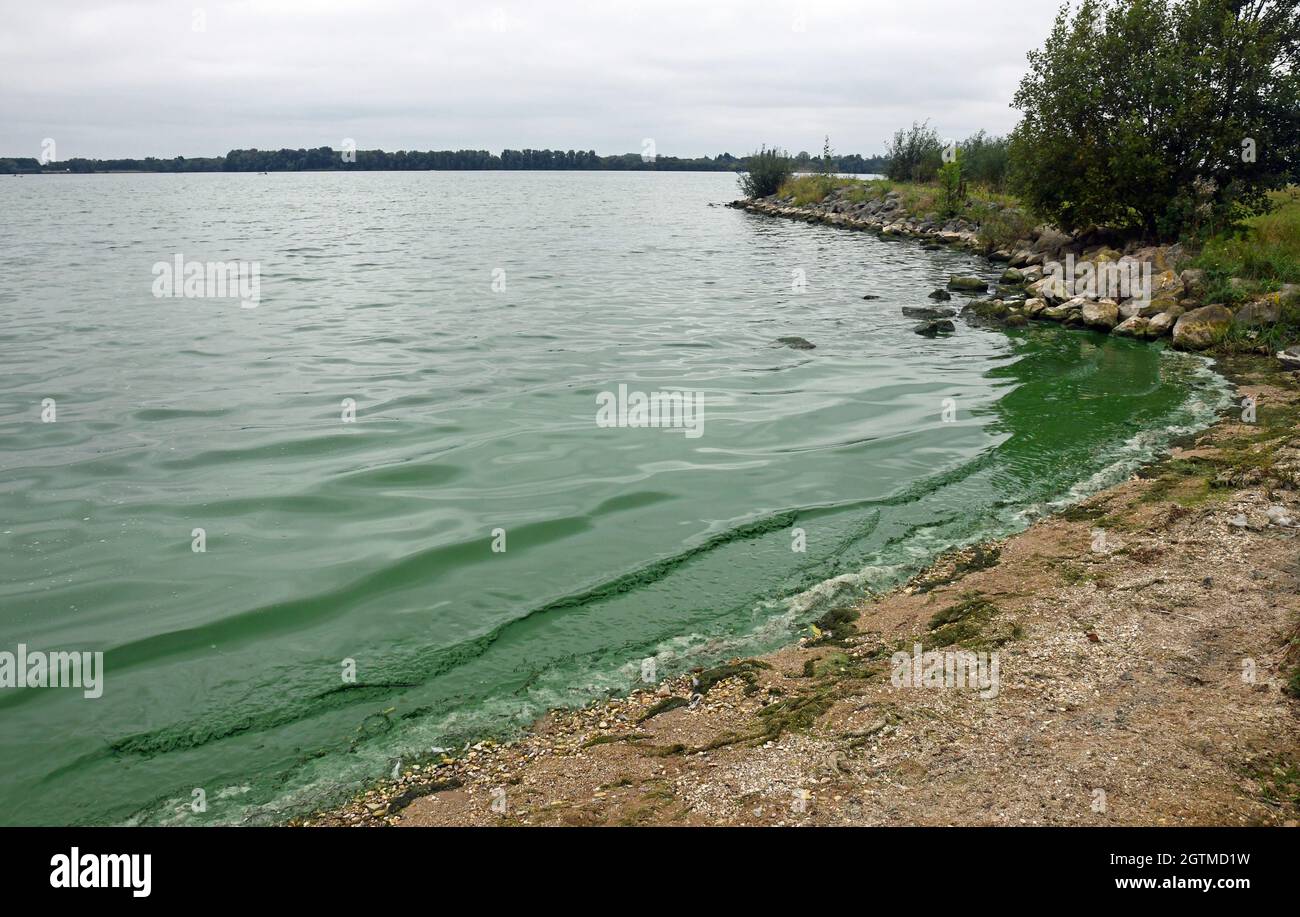 Blue green algae lapping the waterside at Grafham Water, Cambridgeshire ...