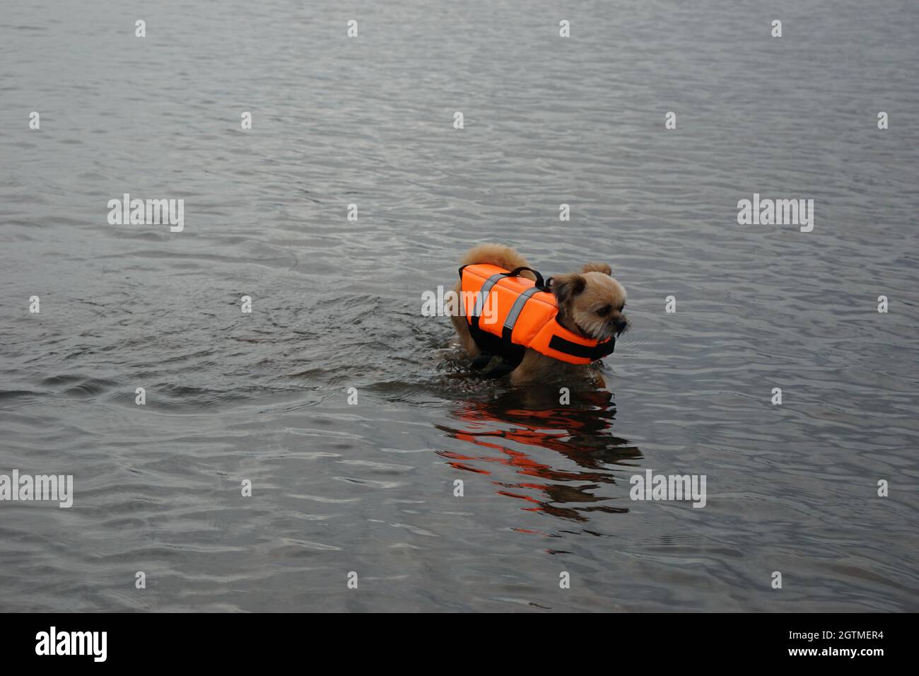Dog Swimming In A Sea Stock Photo - Alamy