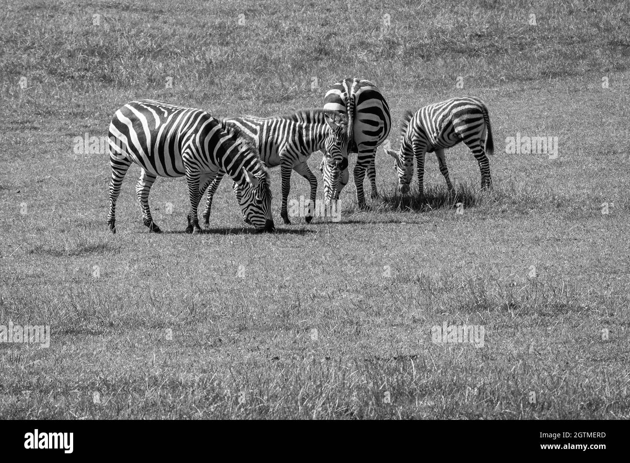 Longleat zoo zebra hi-res stock photography and images - Alamy