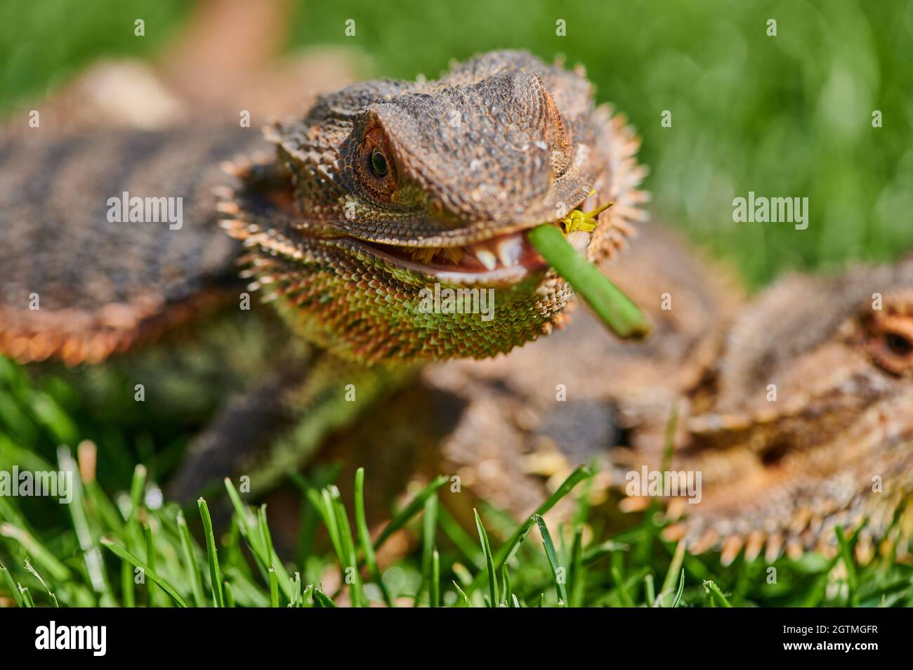 Bearded dragon eating wild hi-res stock photography and images - Alamy