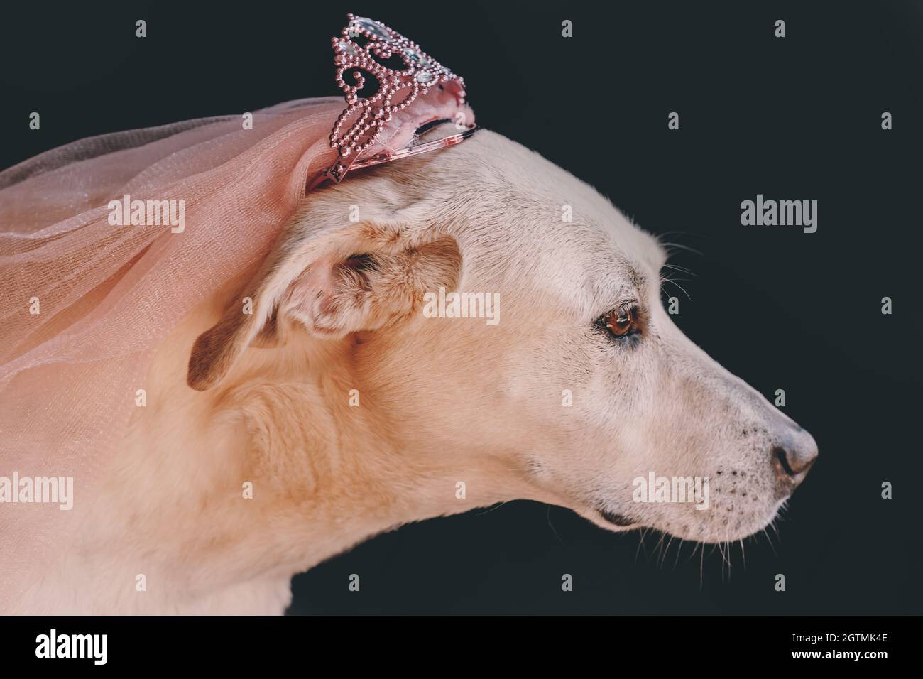 The Princess, Labrador Retriever With A Crown Stock Photo - Alamy