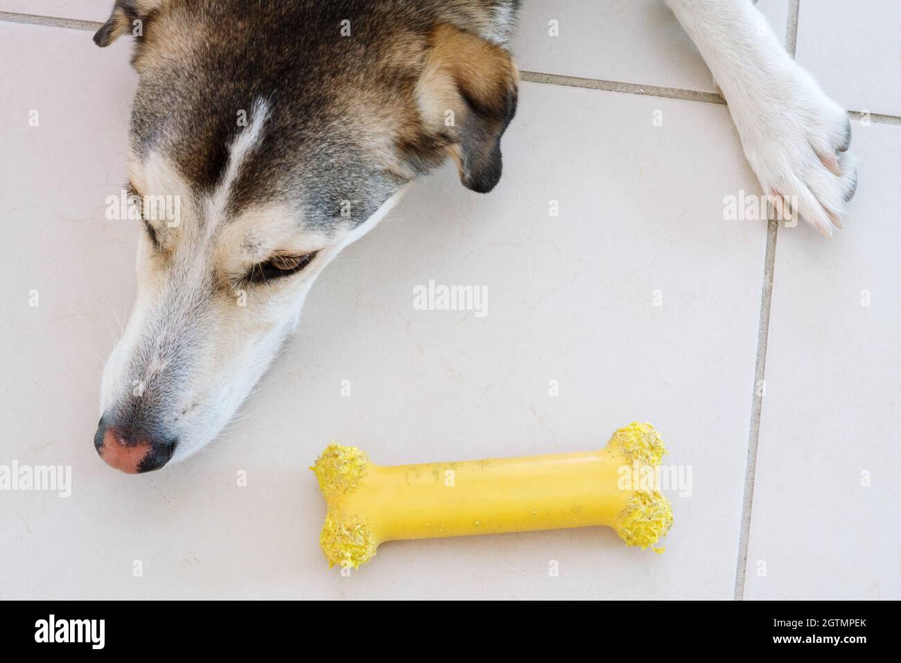 Chewed toy hi-res stock photography and images - Alamy