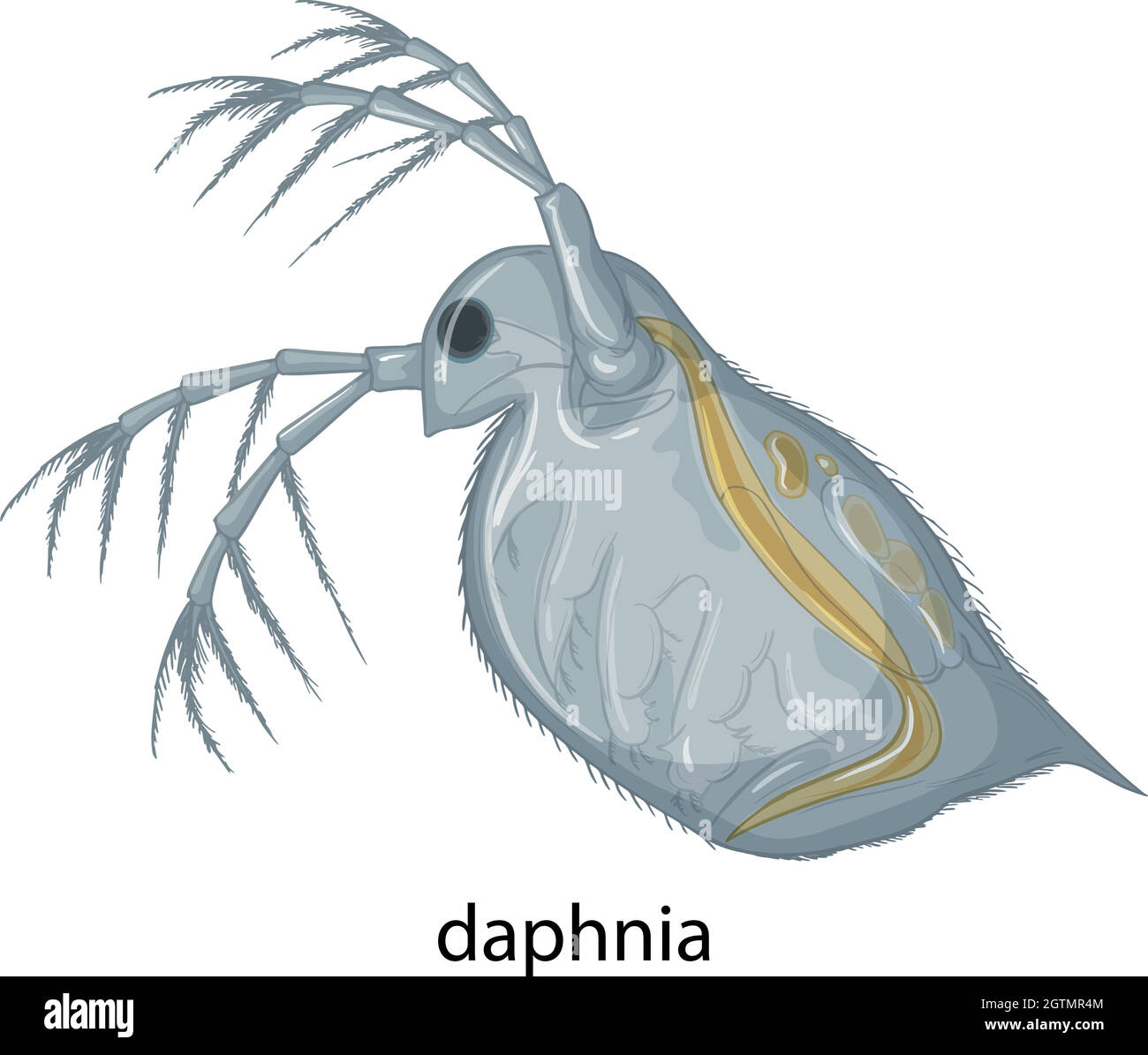 Daphnia Anatomy