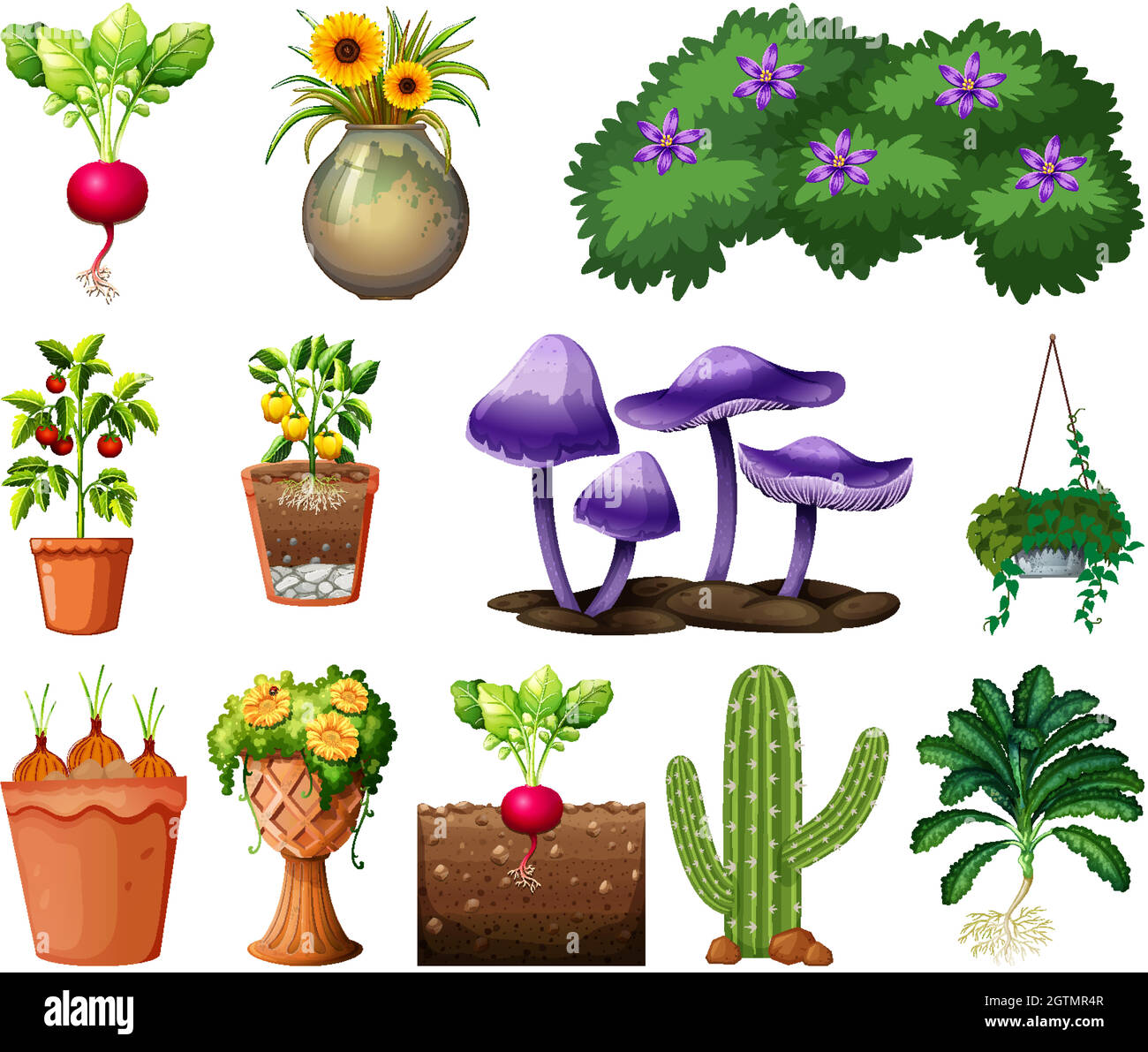 Different Kinds Of Plants Clipart Images