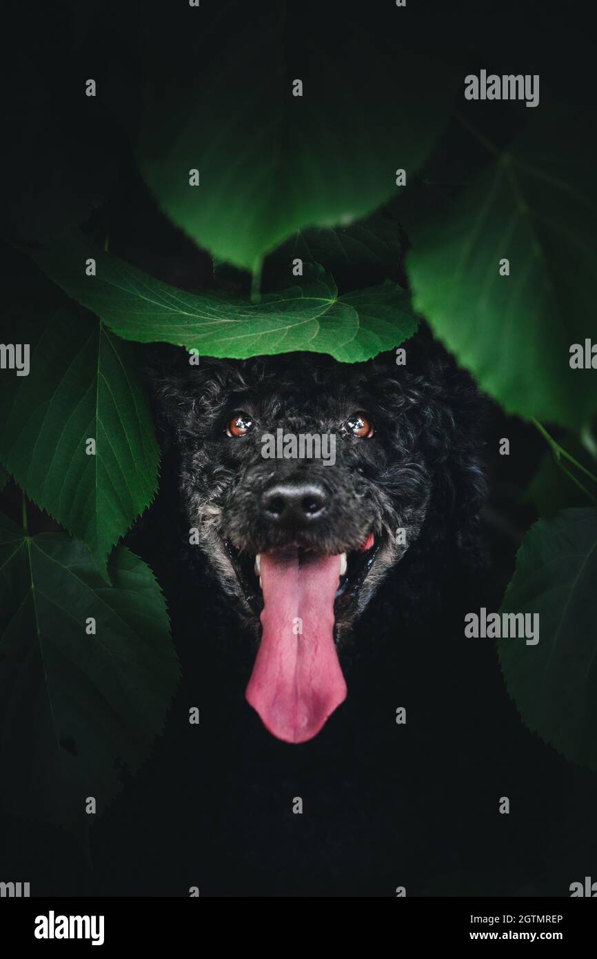 Dog dog head peaking hi-res stock photography and images - Alamy