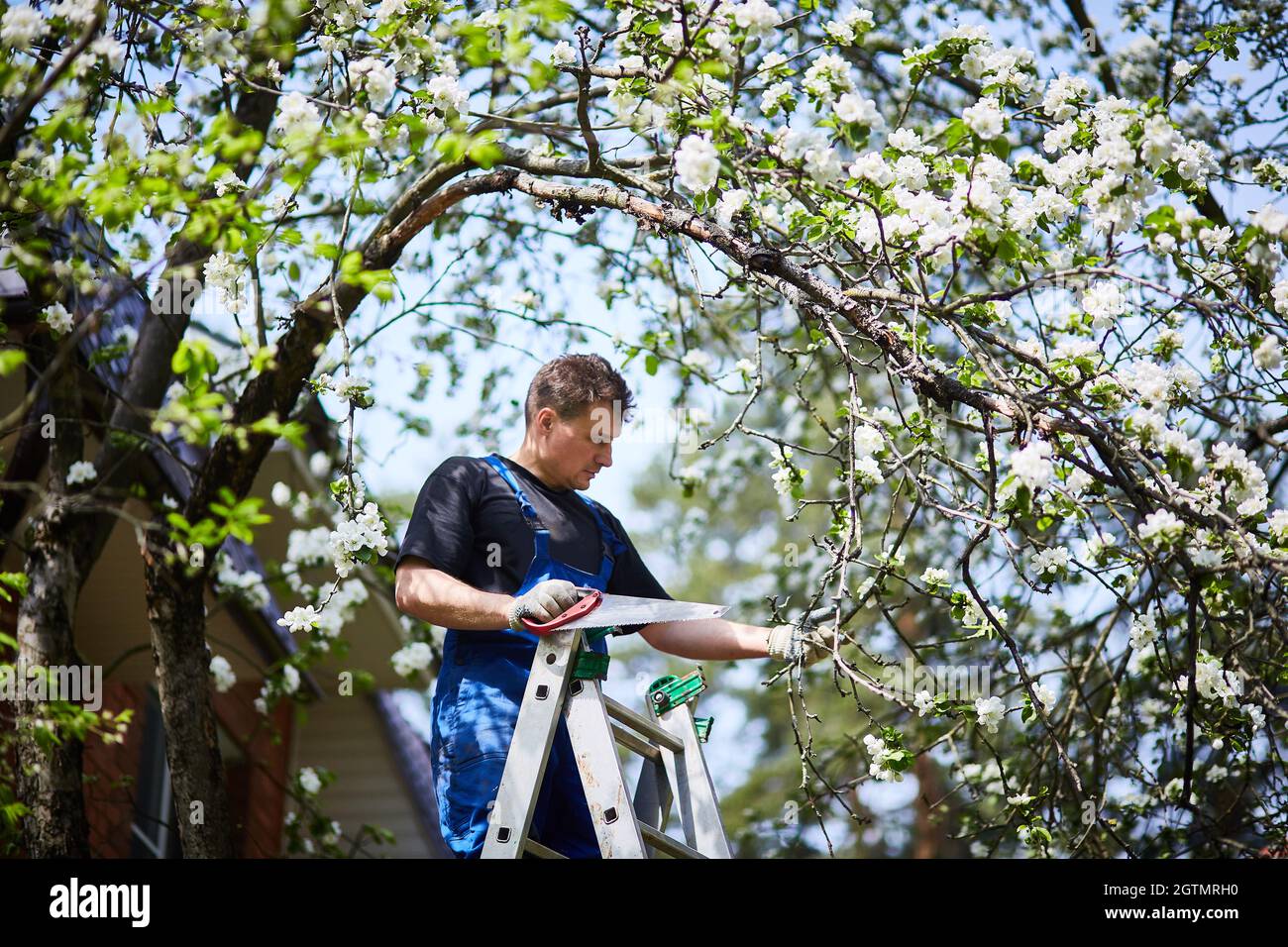 Sawing branch standing hi-res stock photography and images - Alamy