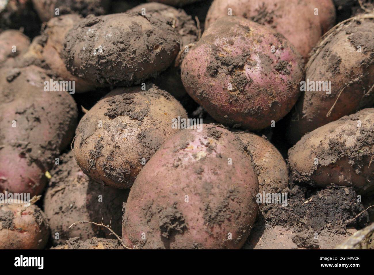 Plant potatoes south america hi-res stock photography and images - Alamy