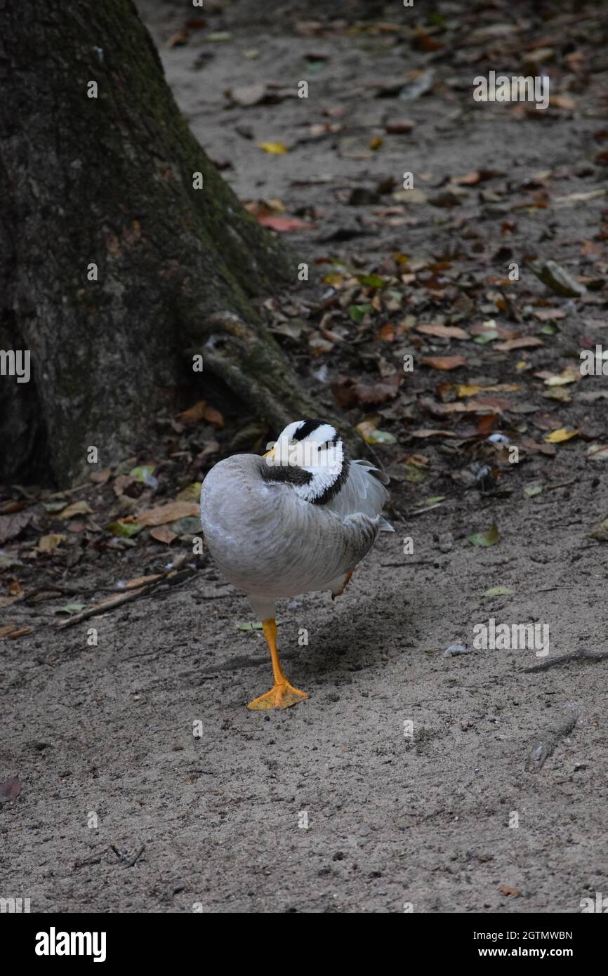 Bar goose in a relaxed Pose for Her Stock Photo - Alamy