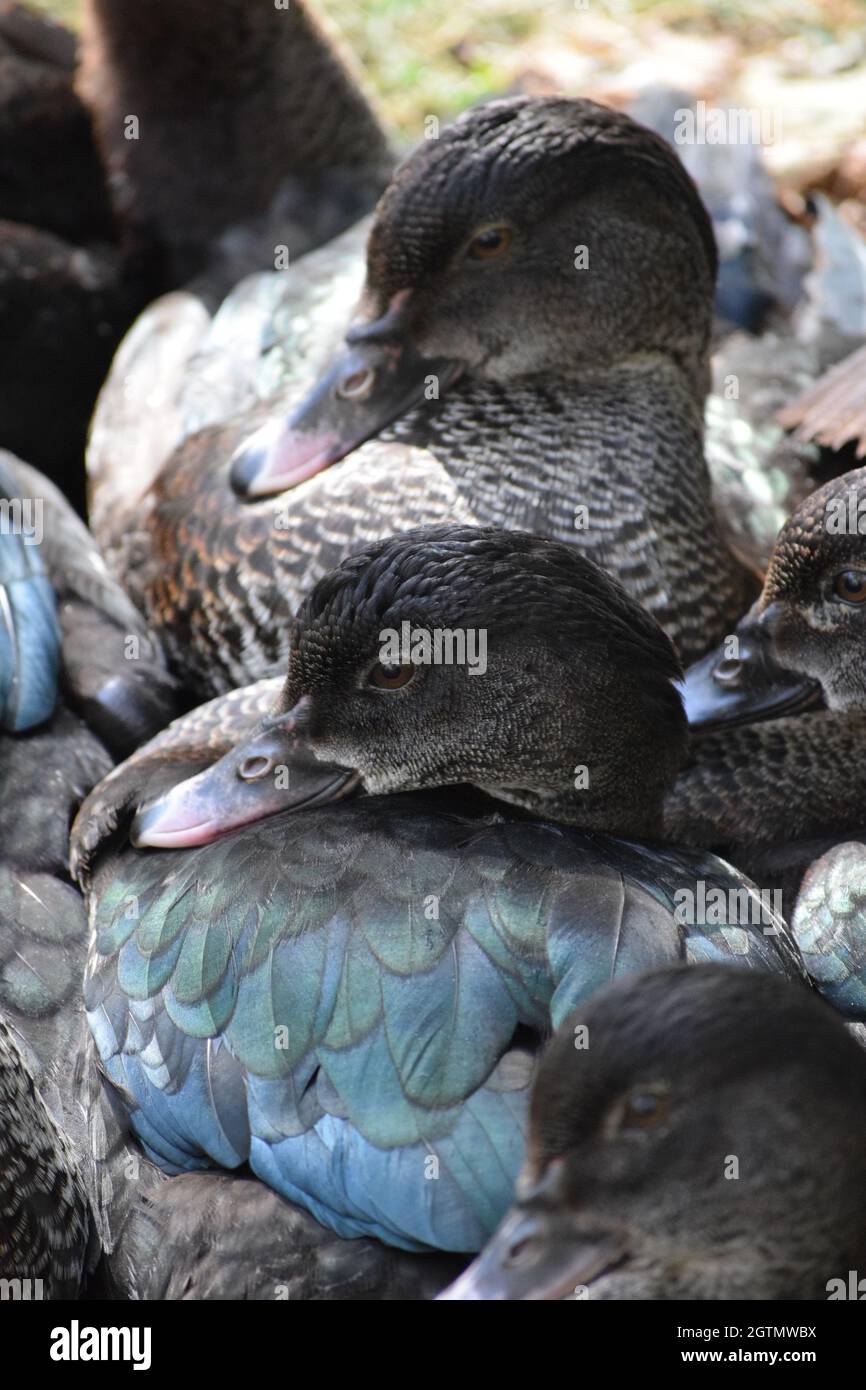 a Group of Emerald ducks rests in the Shade Stock Photo - Alamy