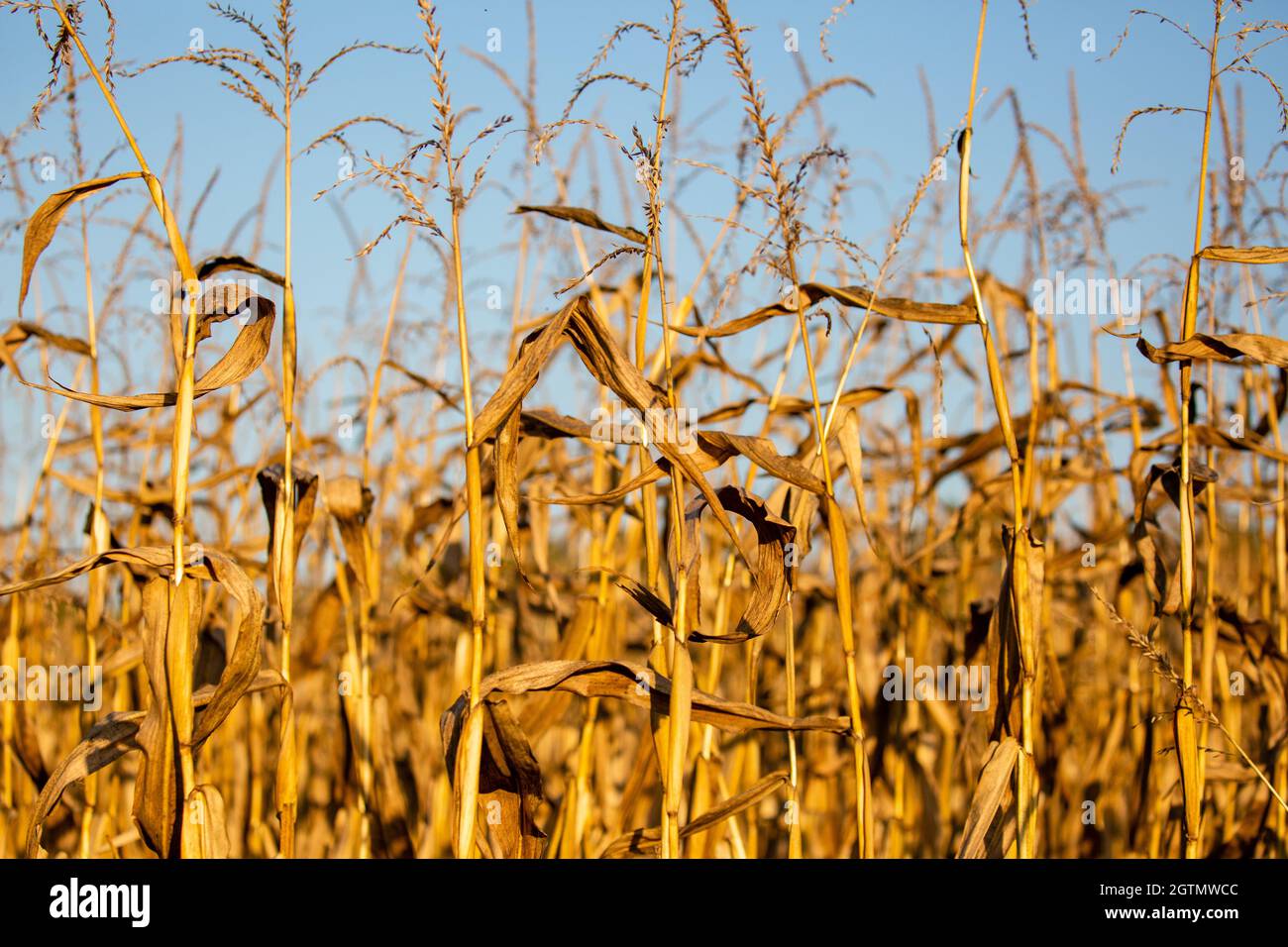 Close-up of a Wisconsin cornfield ready for harvest, horizontal Stock ...