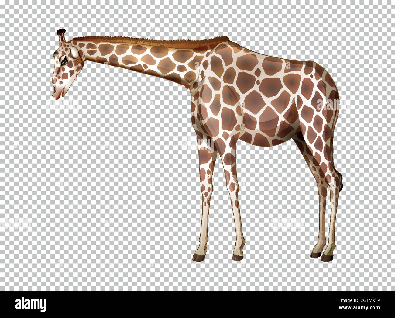 Wild giraffe on transparent background Stock Vector Image & Art - Alamy