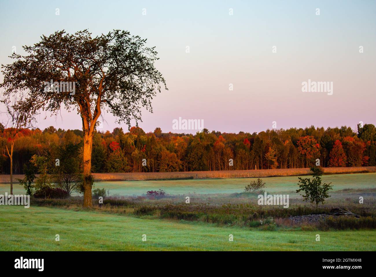 Elm tree and colorful leaves to mark the start of a Wisconsin fall ...