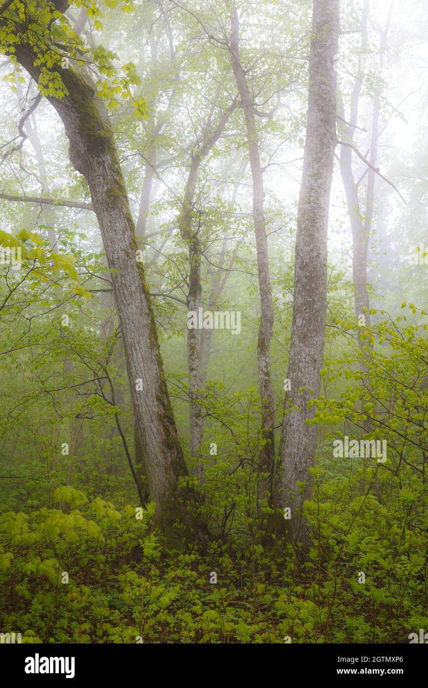 Deciduous forest path on the summer foggy day Stock Photo - Alamy