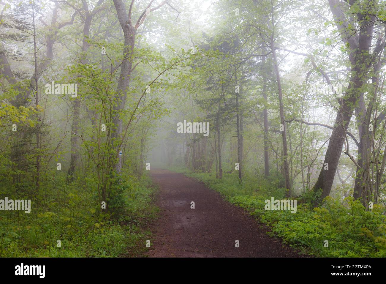 Deciduous forest path on the summer foggy day Stock Photo - Alamy