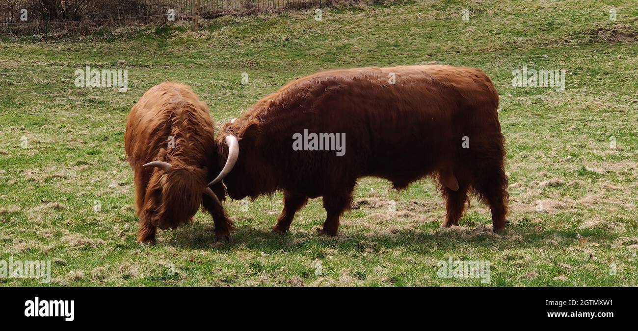 Highland cattle balmoral castle hi-res stock photography and images - Alamy