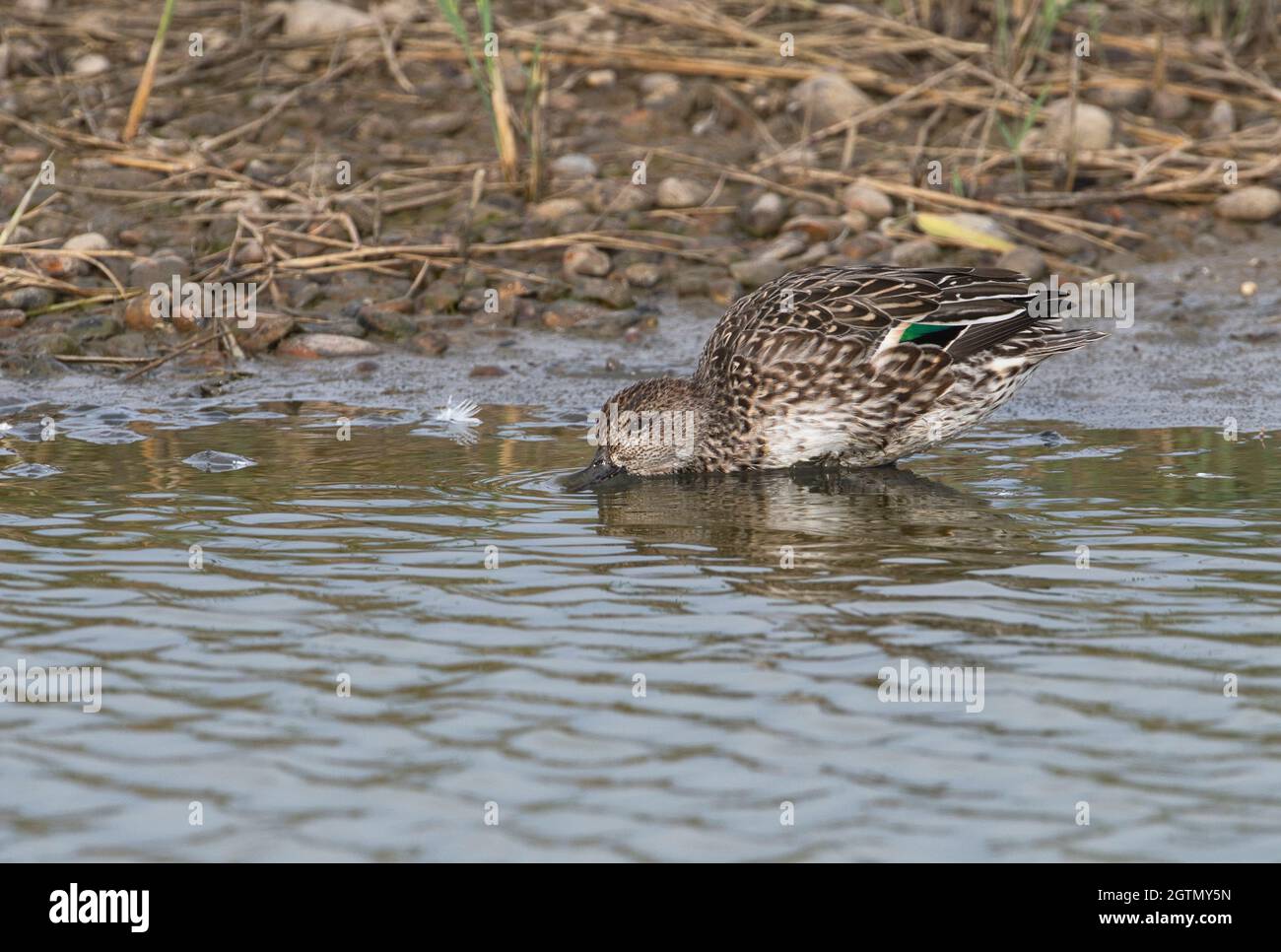 Female teal duck hi-res stock photography and images - Alamy