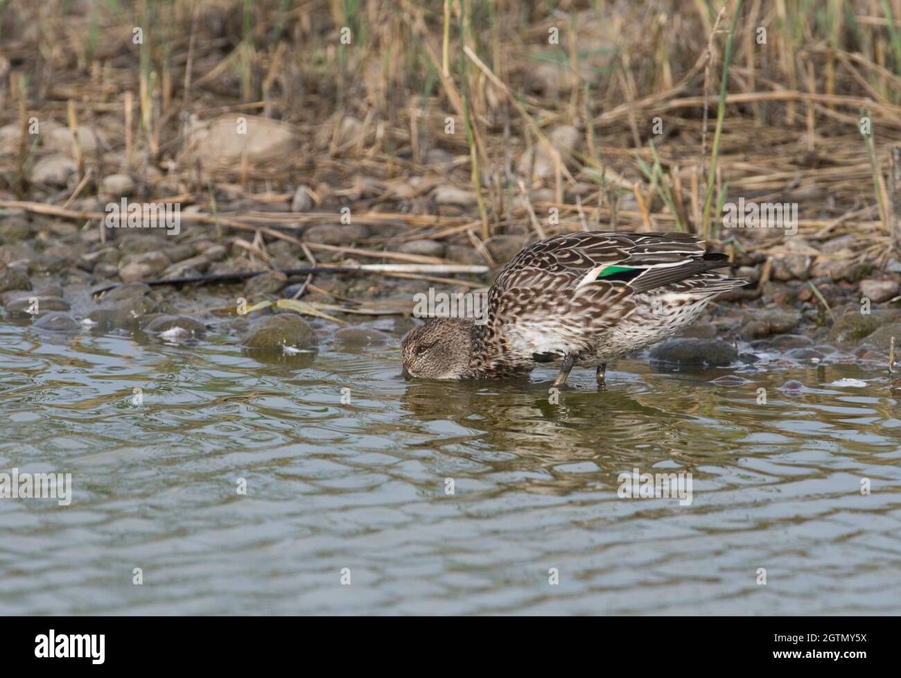 Common or Eurasian Teal (Anas crecca) female dabbling for food in ...
