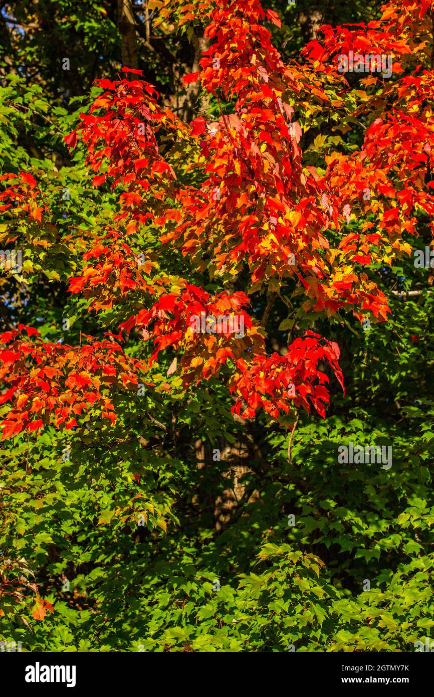 Colorful maple tree leaves to mark the start of a Wisconsin fall ...