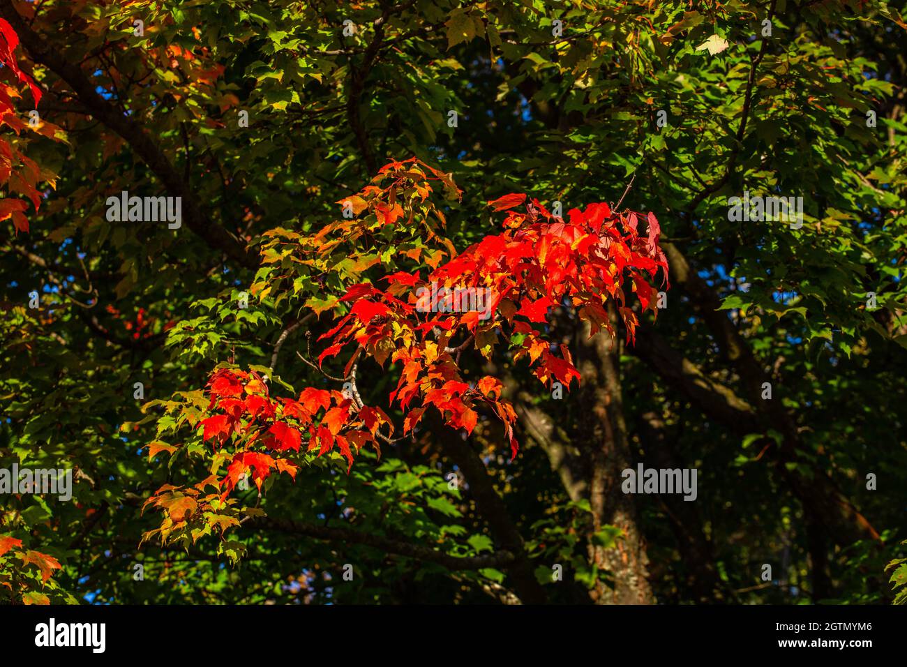 Colorful maple tree leaves to mark the start of a Wisconsin fall ...