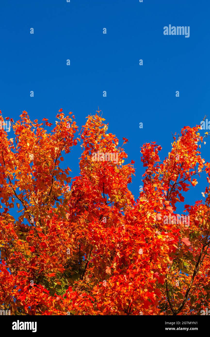 Colorful maple tree leaves to mark the start of a Wisconsin fall ...