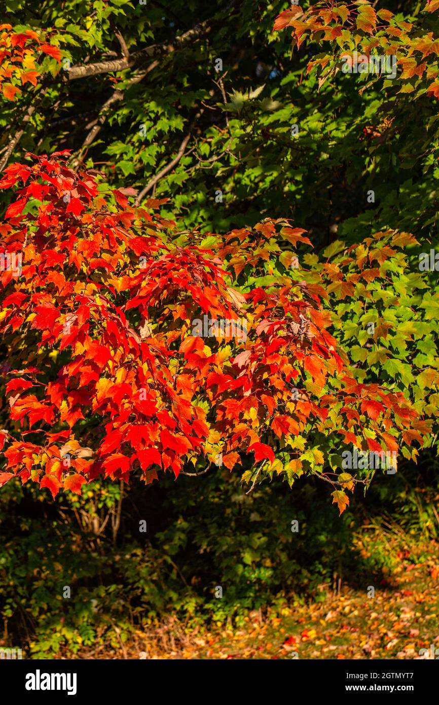 Colorful maple tree leaves to mark the start of a Wisconsin fall ...