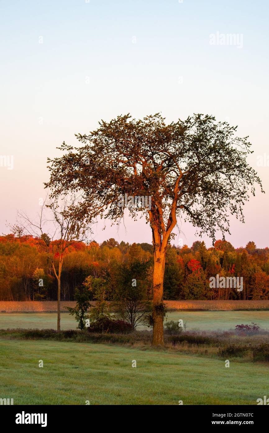 Elm tree and colorful leaves to mark the start of a Wisconsin fall ...