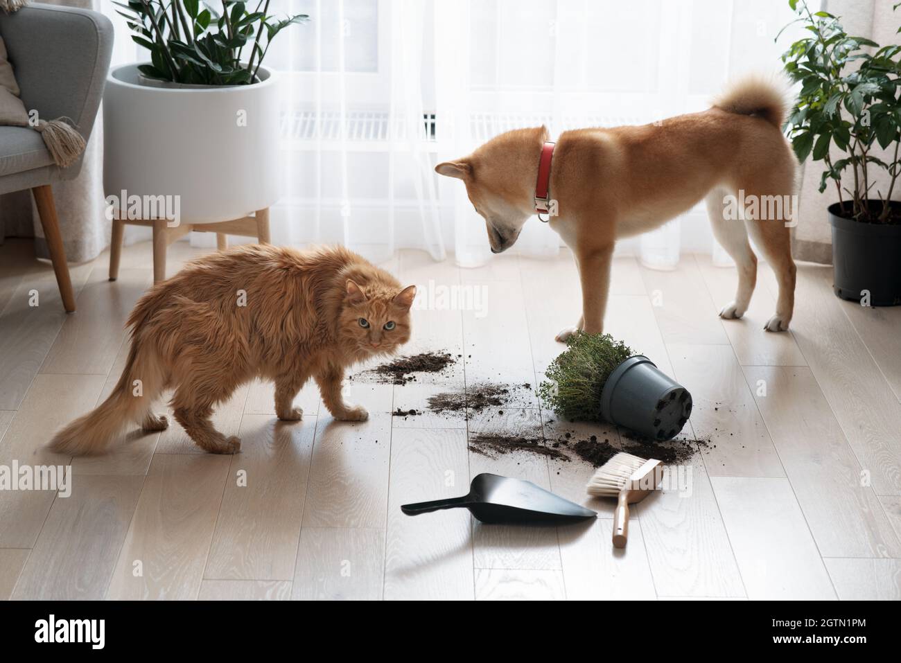 Pet damage furniture hi-res stock photography and images - Alamy