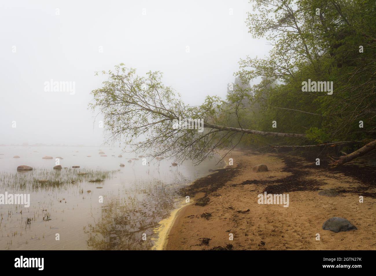 Fog covered beach rocks hi-res stock photography and images - Alamy
